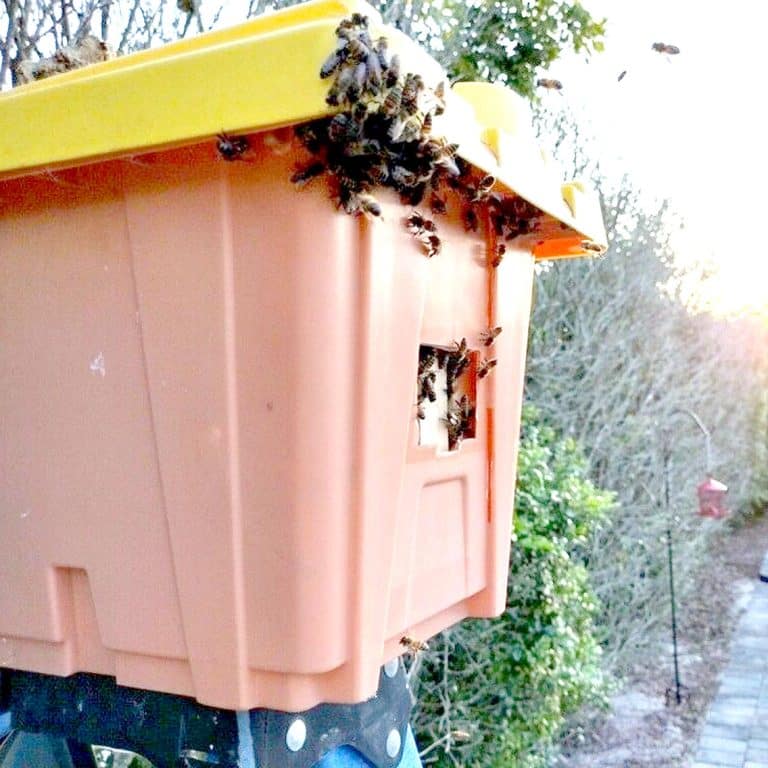 The Best Bee Removal Services In South FL | Miami Bee Removal