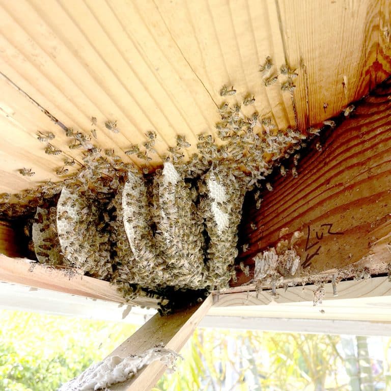 The Best Bee Removal Services In South FL | Miami Bee Removal